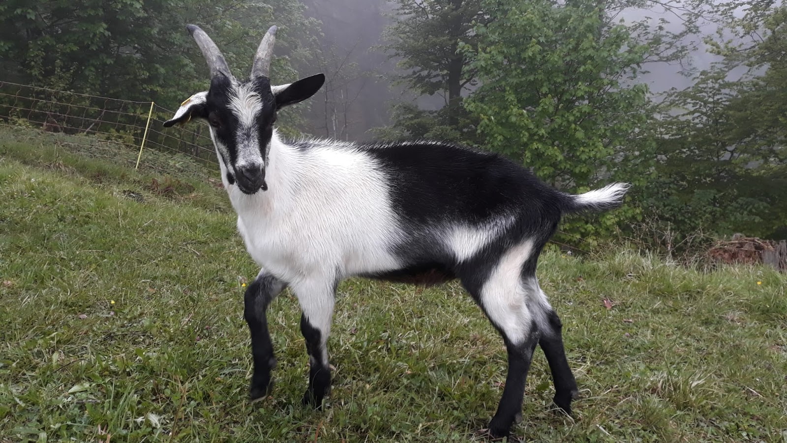 Pfauenziege GR: Aktuell