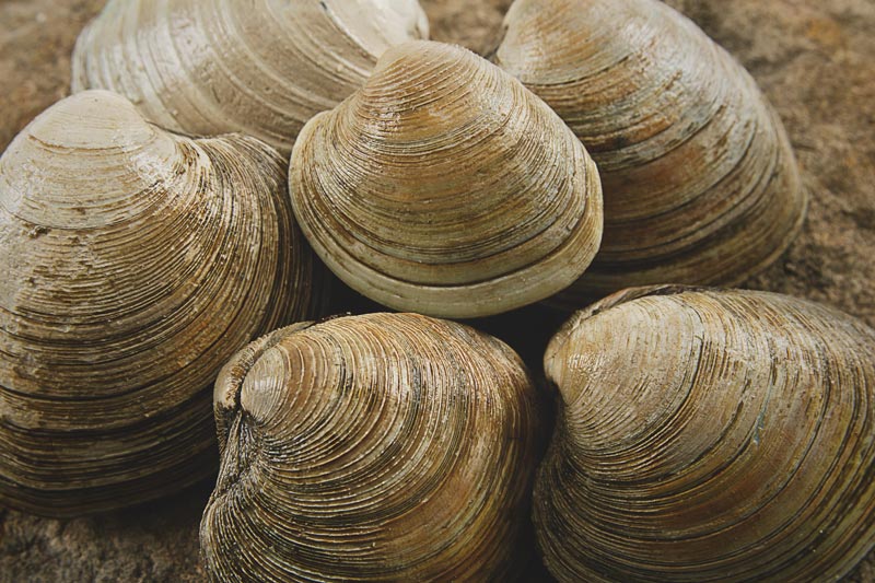 Reino animal (animal invertebrados!