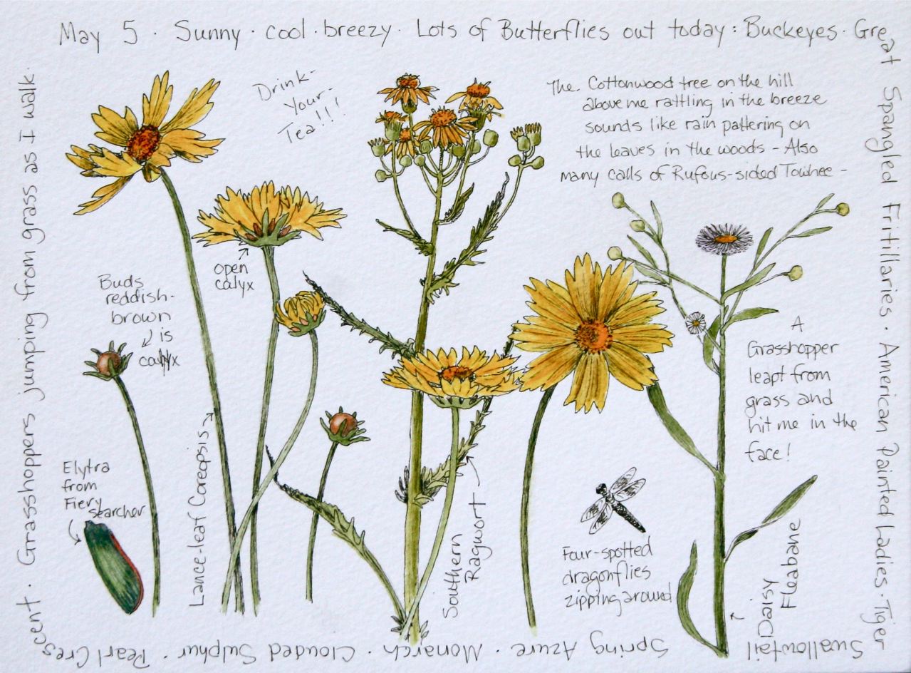 Middlewood Journal: Lance-leaf Coreopsis, Southern Ragwort & Daisy Fleabane