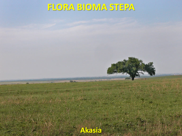 Persebaran Flora dan Fauna Dunia ~ Berbagi Ilmu