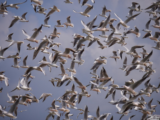 Flock of Gulls