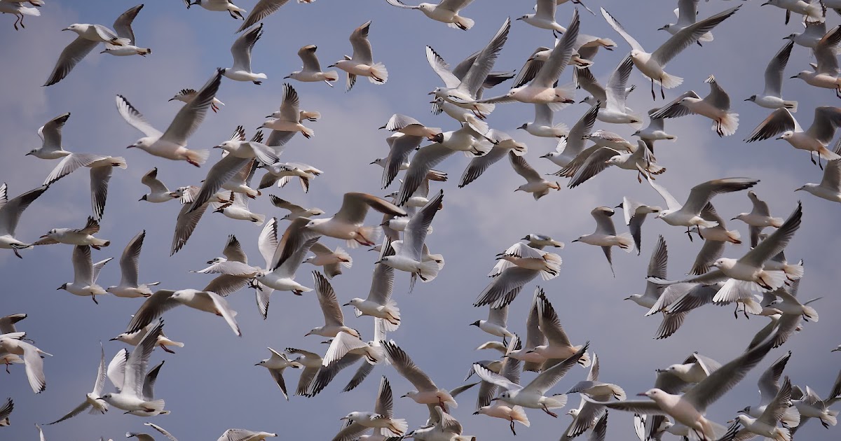 Flock of Gulls