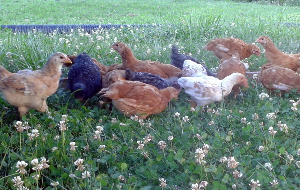 Experience Elgin: Bee Loved Gardens - Flavourful, Nutrient Dense Vegetables