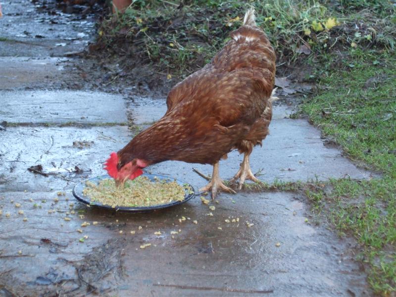 The Compost Bin: Happy 1st Henniversary Yarrow and Marjoram hens