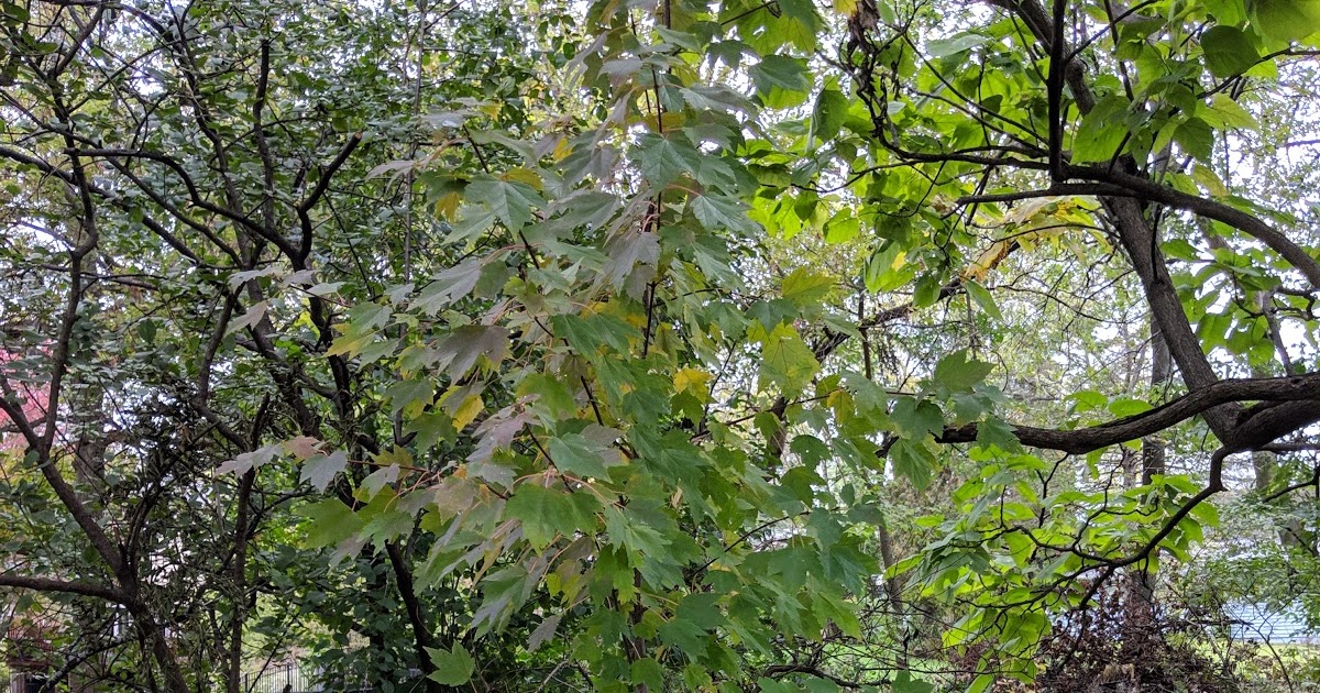 Red Maple Sun Valley Update - Fall 2018