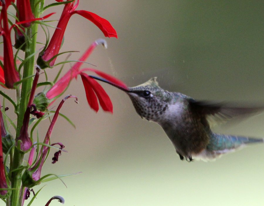 Vickie Henderson Art: Hummingbirds, Pollination and Knoxville's ...