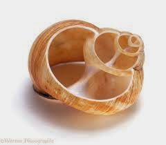 RhiDzine : Disco Shell 2024