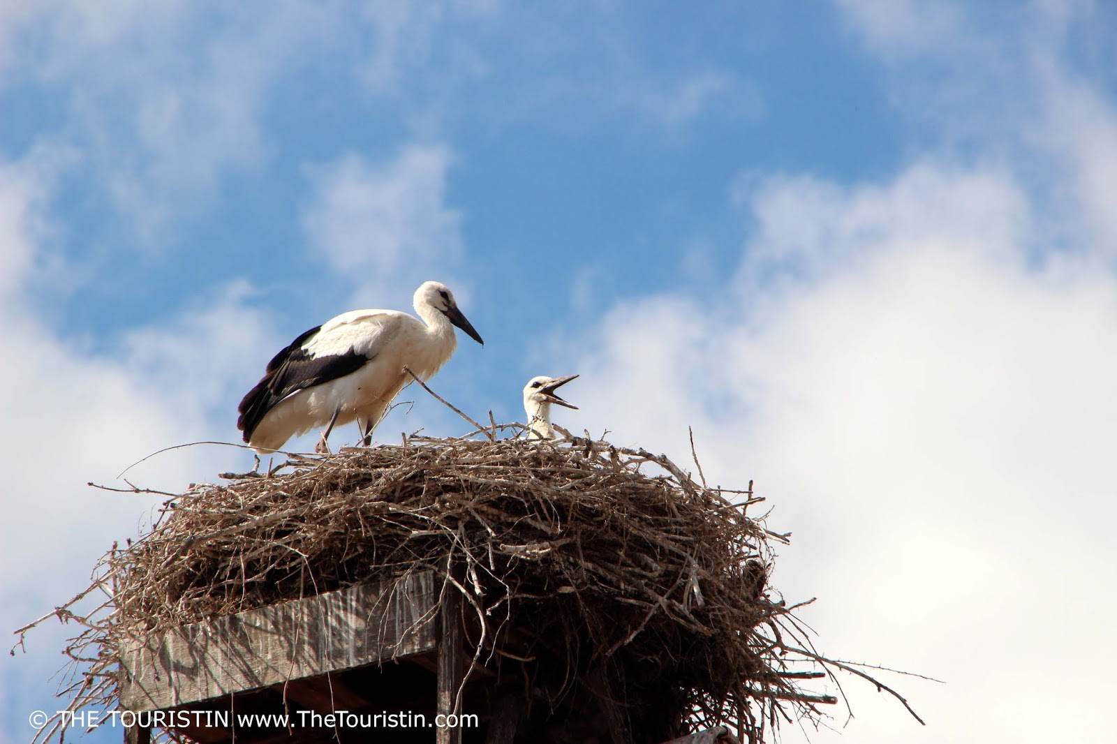 THE TOURISTIN: Travel Germany. Visit Rühstädt: Europe's largest stork town
