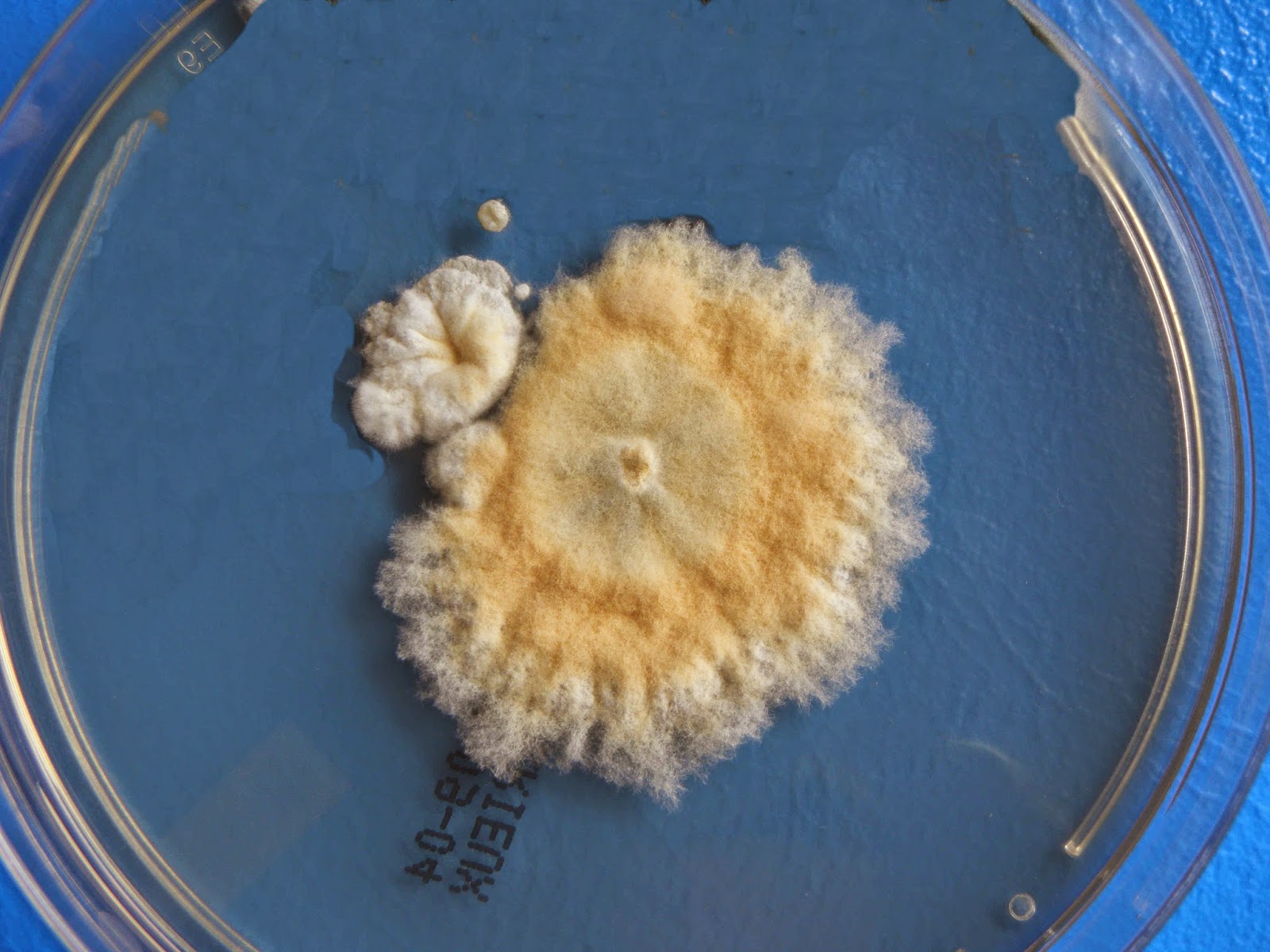 ATLAS MICOLOGIA: CONIDIOBOLUS CORONATUS