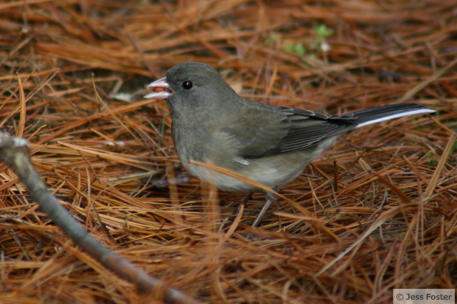 Sluggin' Along: The Vault: Winter Birds - Dark-eyed Junco