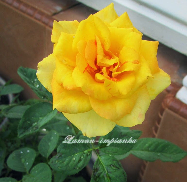 laman impianku...: MAKSUD WARNA BUNGA ROS