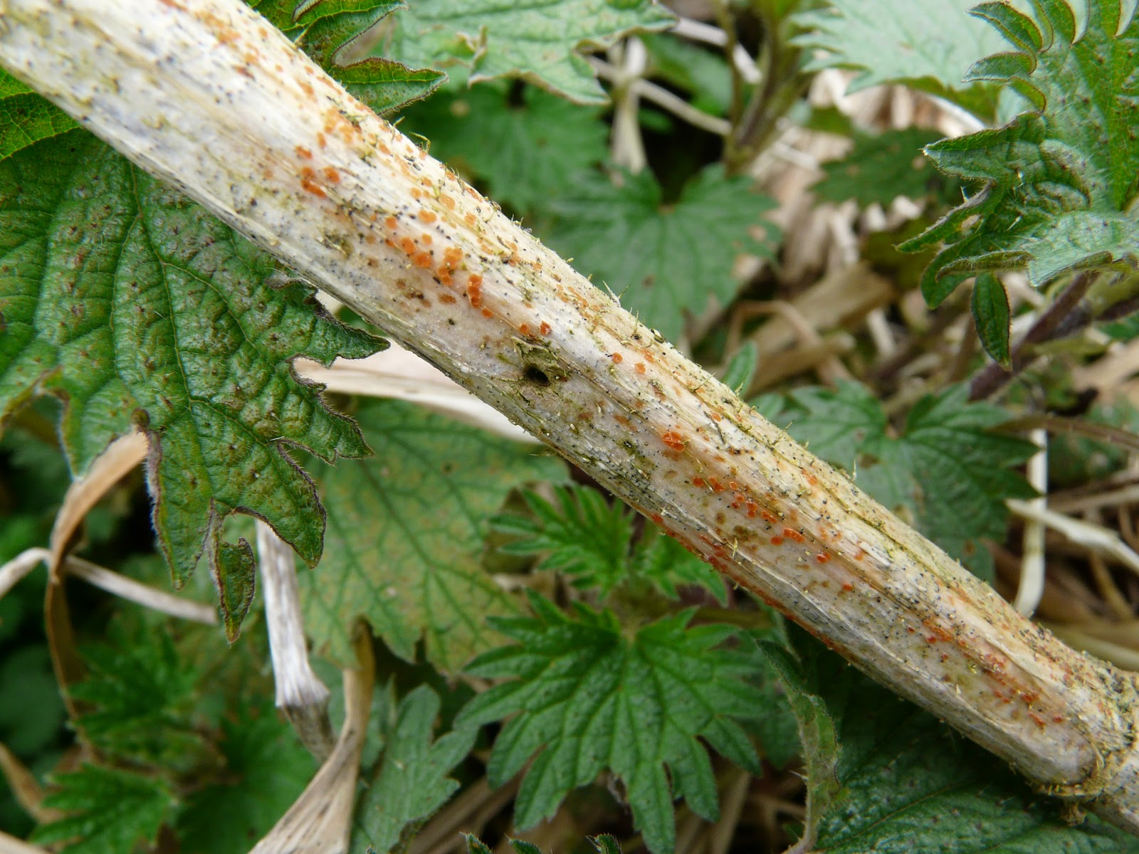 Tophill Low Nature Reserve: Fungi