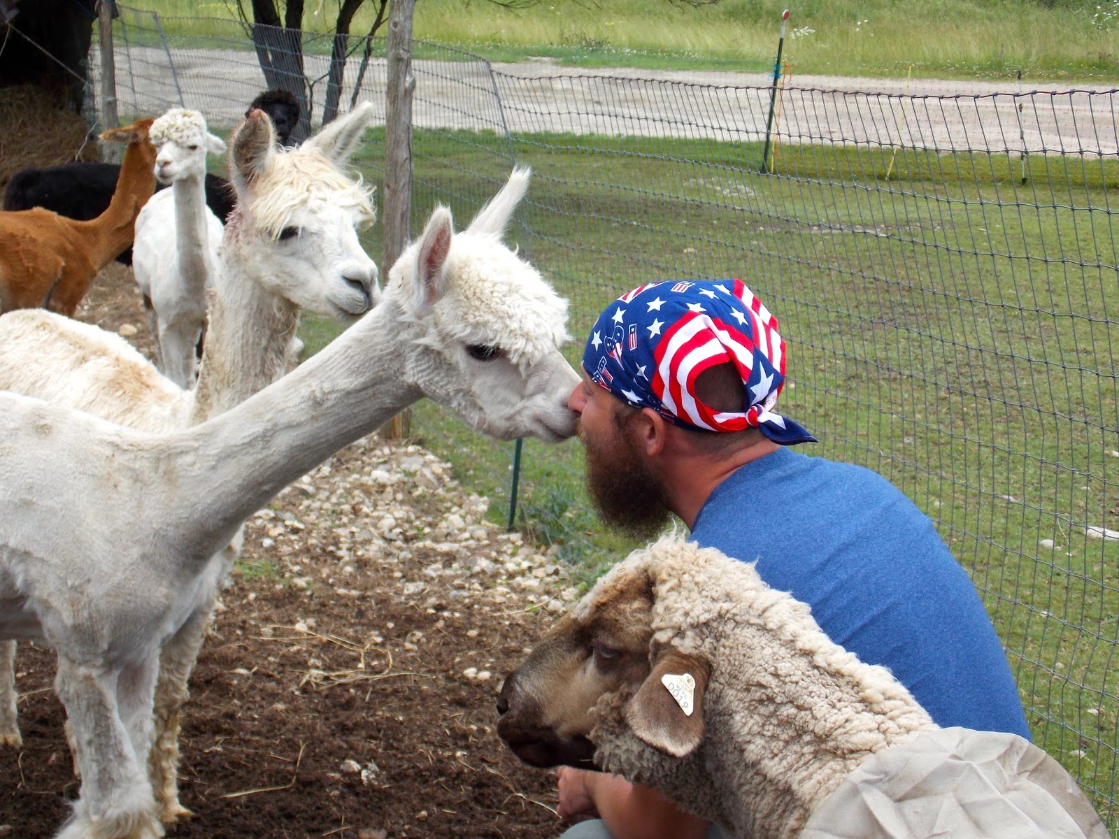 The Happy Nomads : Shadow Hill Farm Alpacas