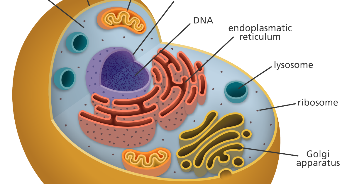 class 8 | Short notes science chapter 8 | Cell - Structure and Function