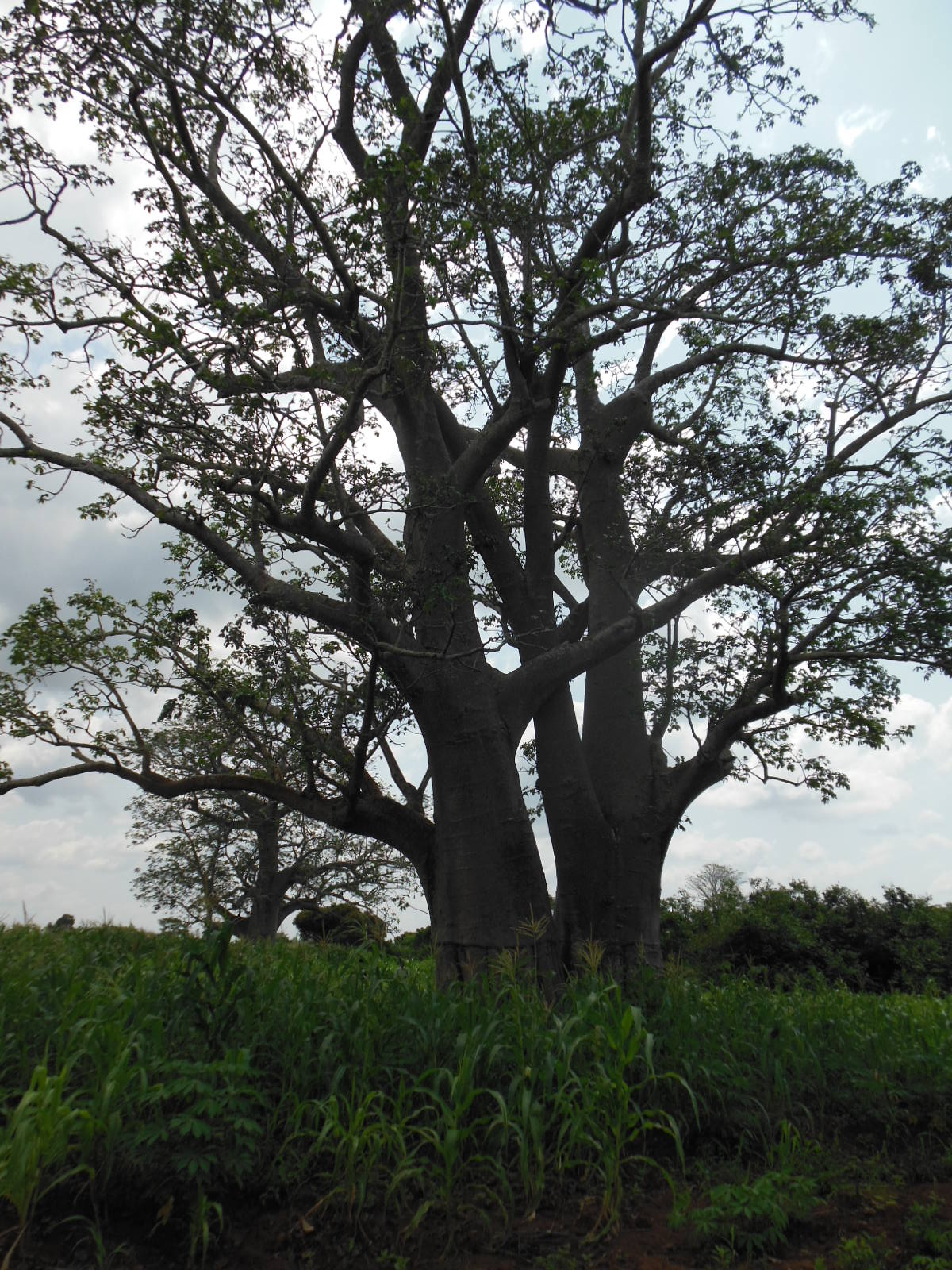 Africa4Lyons: The African Tree Of Life