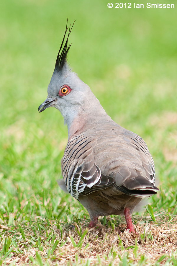 A passion for birds...: On the grass