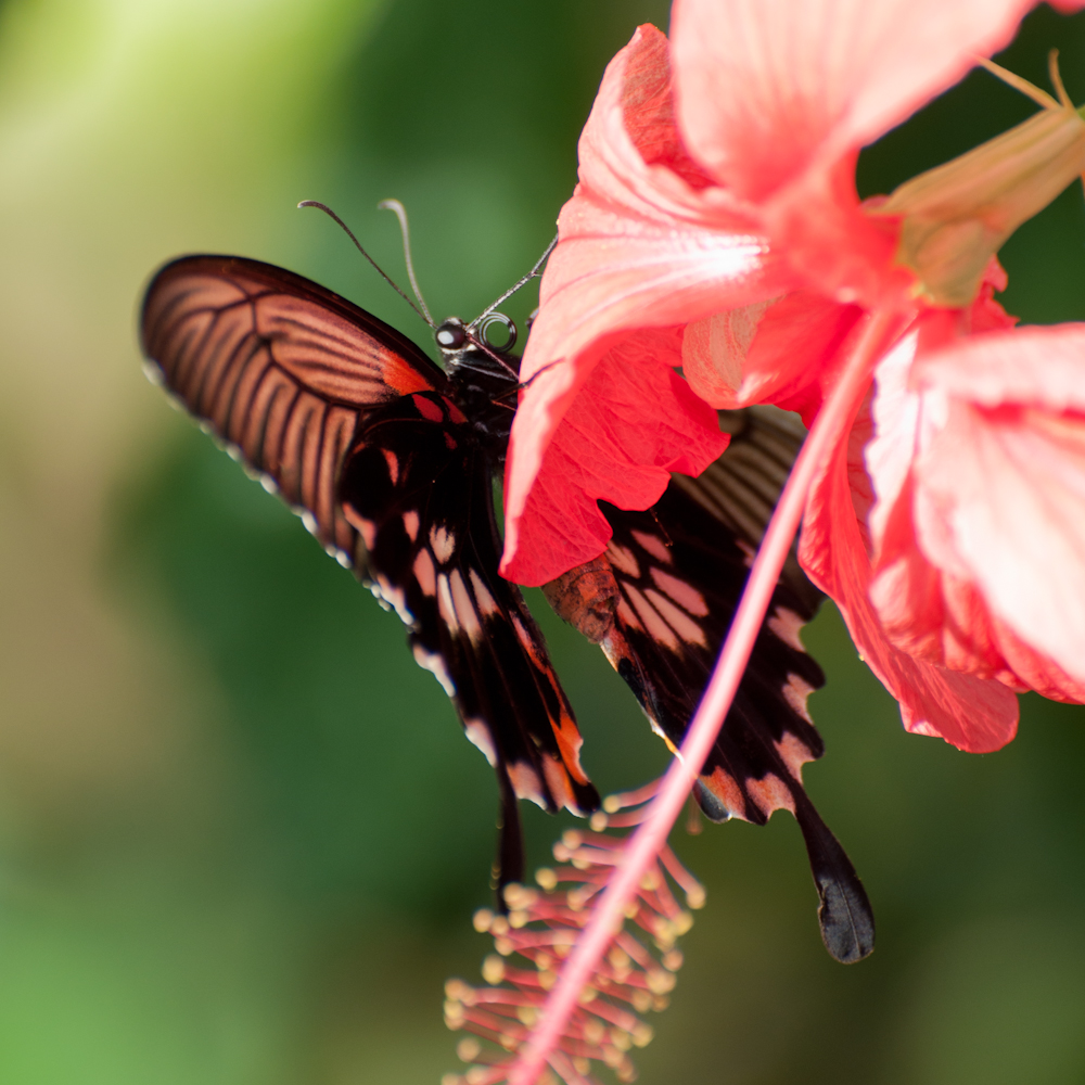 Postcards from Sussex: Hunting for the Golden Birdwing