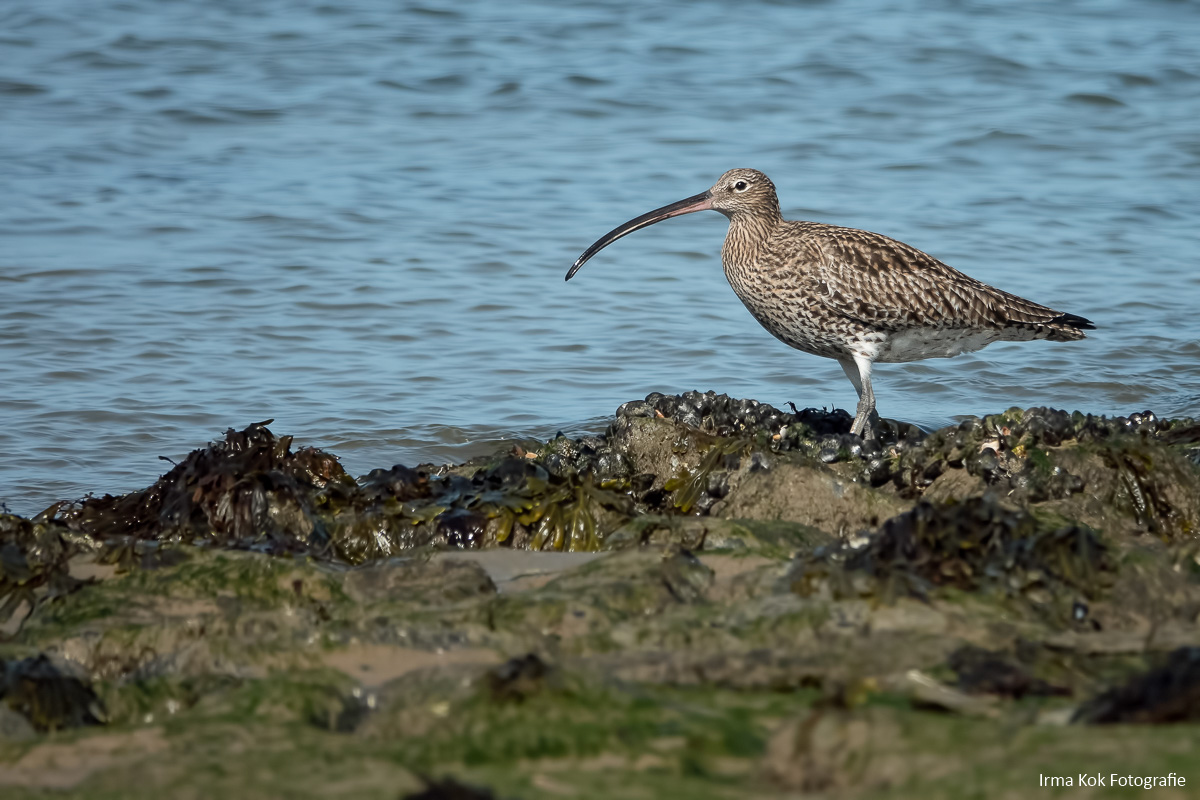 Irma's Natuurbeleving : Wulp / Numenius arquata