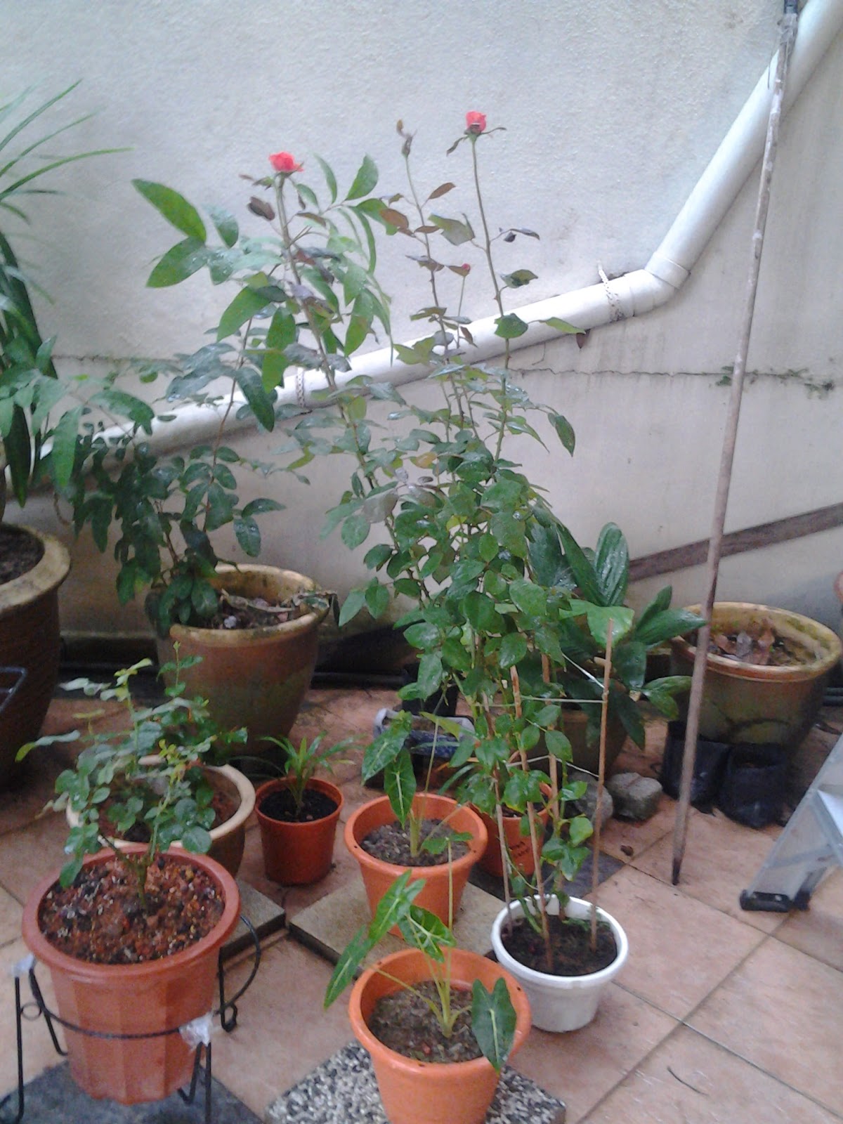 AINA & IKHWAN KASTURI: Orkid dari Floria ke Rumah