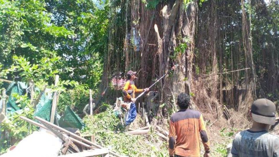 Pengalaman Memindahkan Jin Dari Pohon Angker - Geograpik