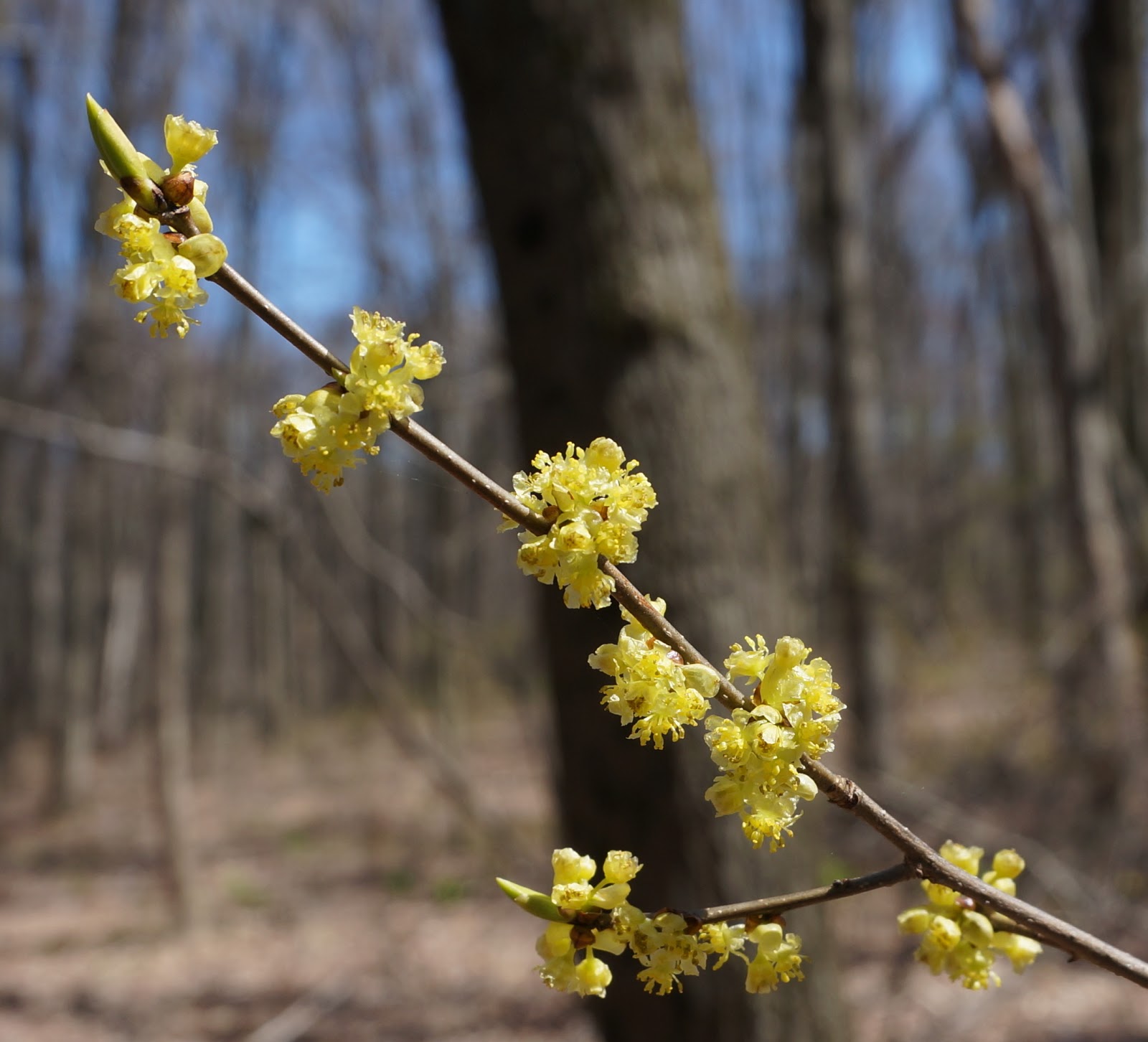 Spicebush Log: Spicebush in Bloom