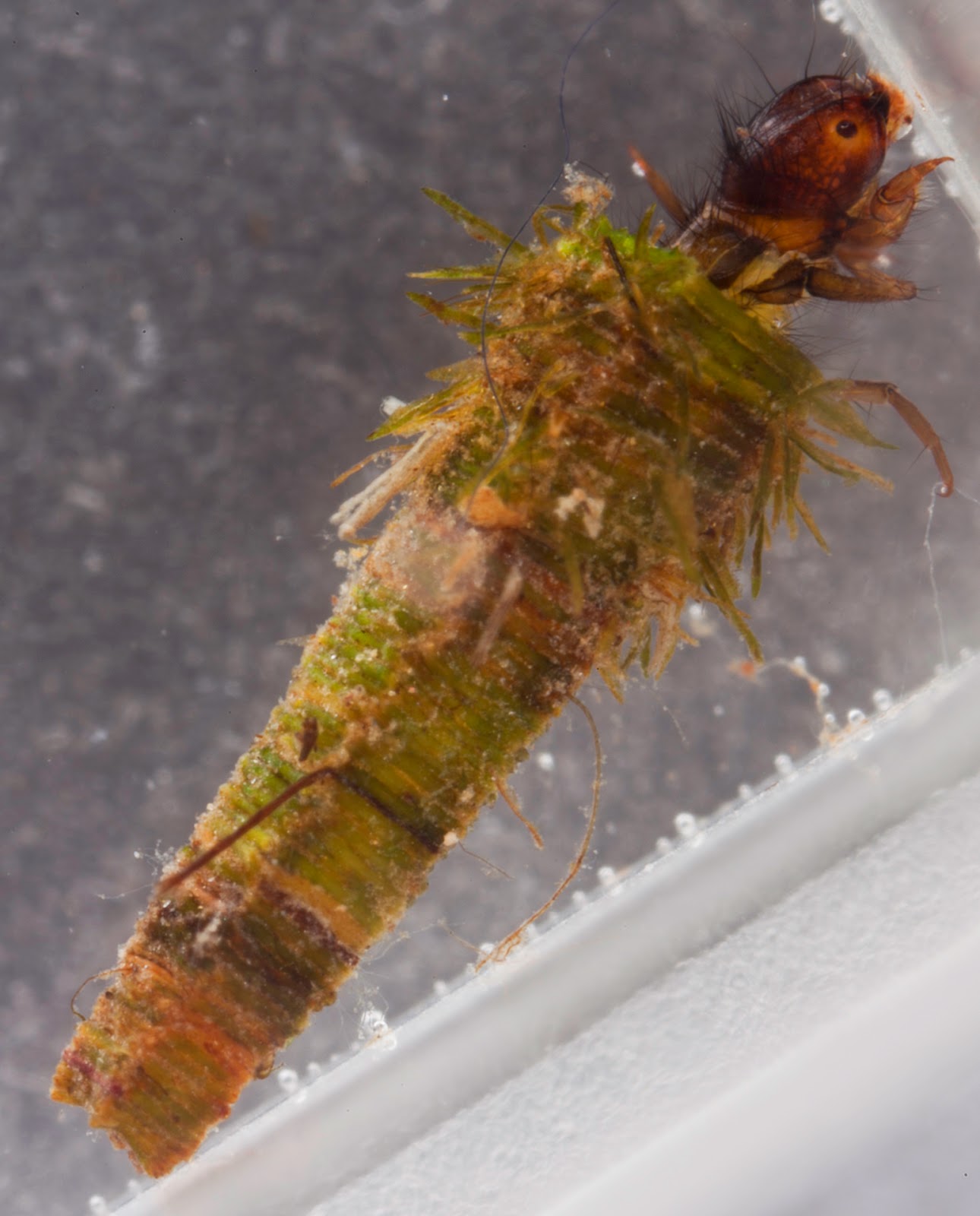 Aquatic Insects of Central Virginia: The seasons of the caddisfly case ...