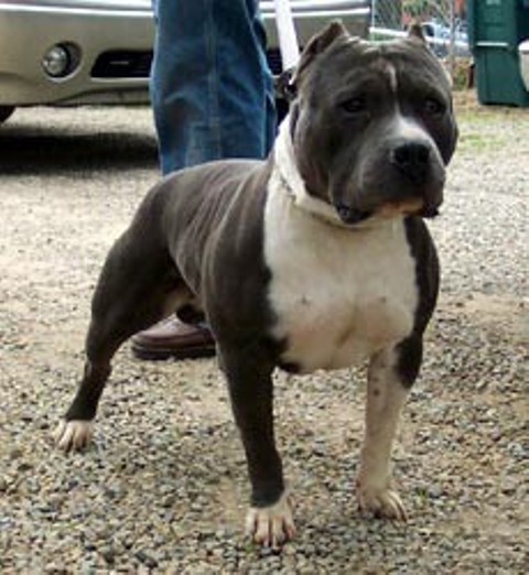 freePitbull: Standard dell'American Pit Bull Terrier e dell'American ...