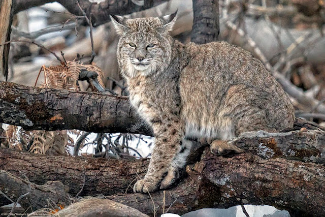The Elusive Bobcats - Peter Noah Thomas
