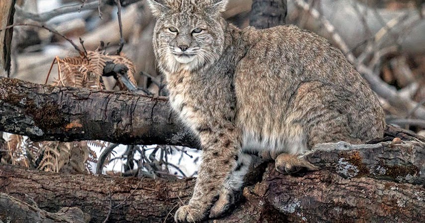 The Elusive Bobcats - Peter Noah Thomas