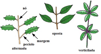 a tricolina biologa: organografia
