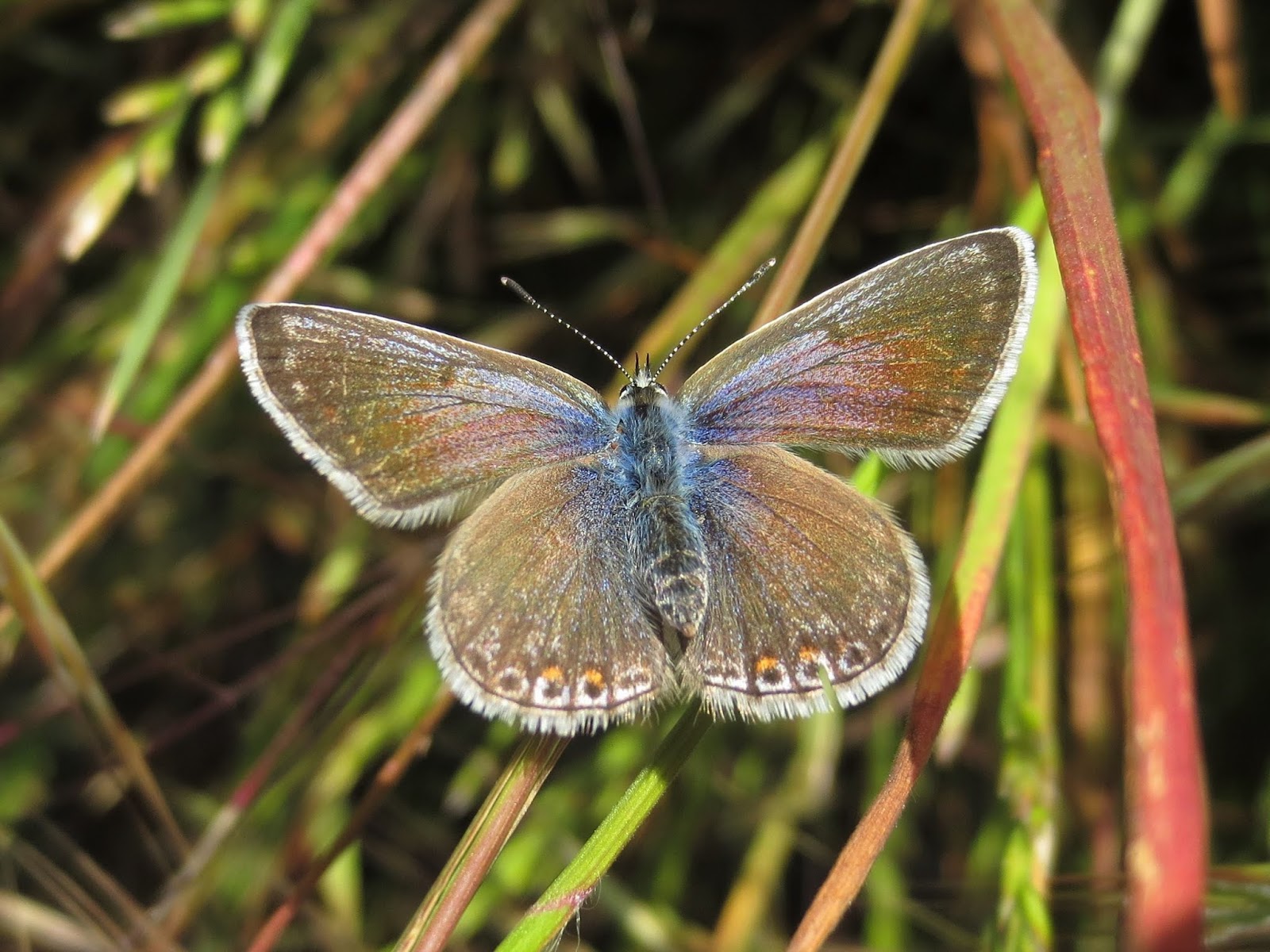 Abington Naturewatch: Common Blue butterfly