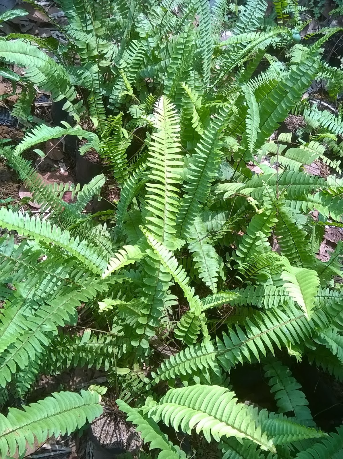 jual pohon pakis boston | tanaman pot gantung | HABIBAN TAMAN DAN LANDSCAPE