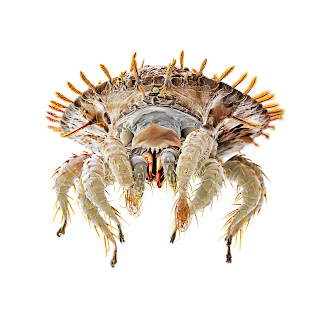 Ciencias Naturales CEUJA 2015: Ácaros