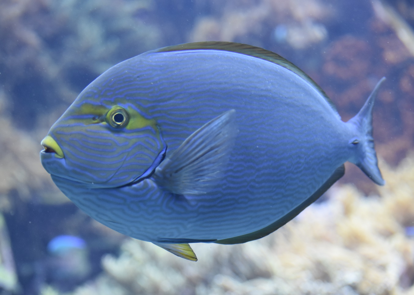 ZOOTOGRAFIANDO (6.100 ANIMALS): PEZ CIRUJANO ALARGADO / ELONGATE ...