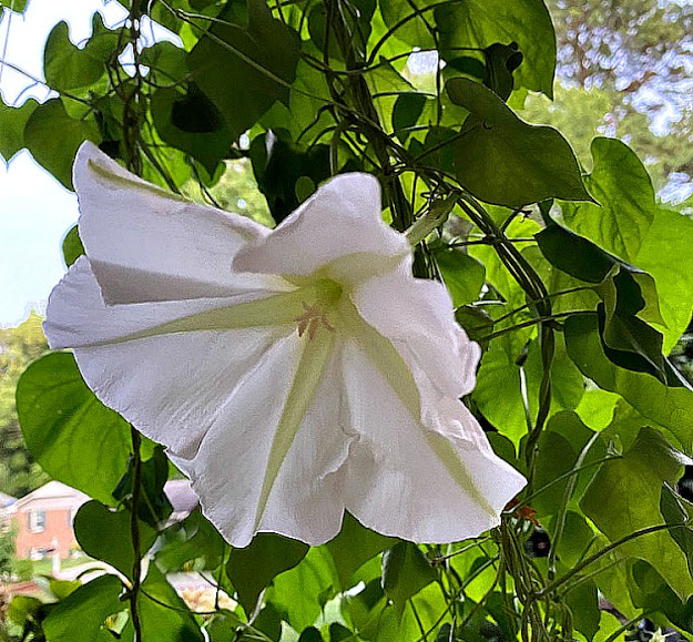 A Breath of Fresh Air: HEAT: Cool Pools, Moonflower, Ice Cream