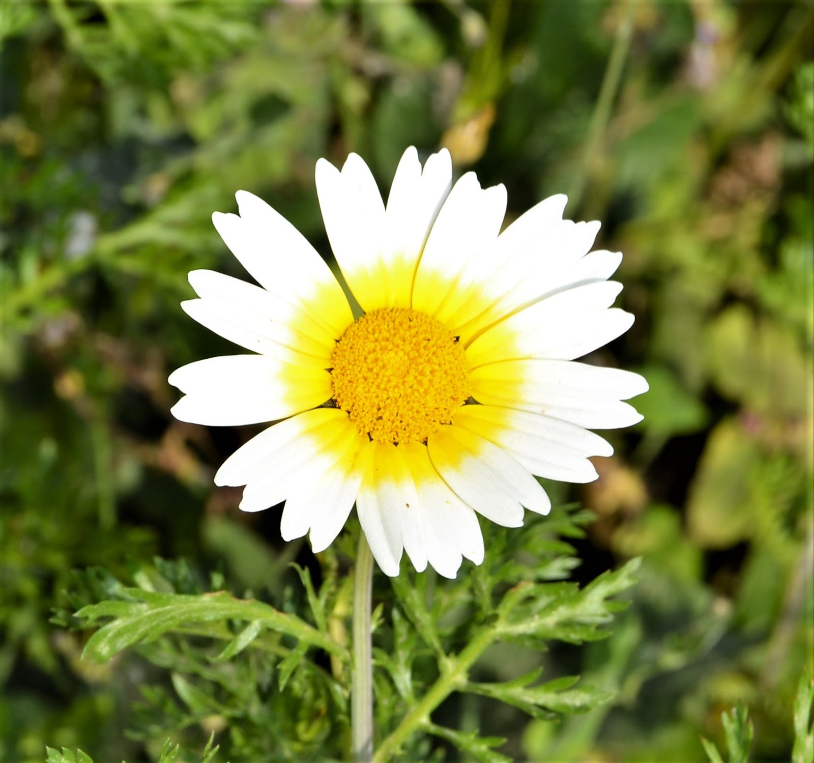 Flora da Serra da Arrábida: Malmequer (Glebionis coronaria)