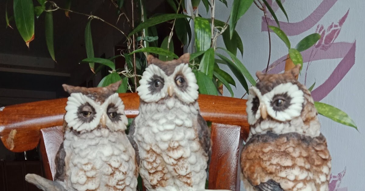 Owlicious: My Owls , My Love , My Collections 1