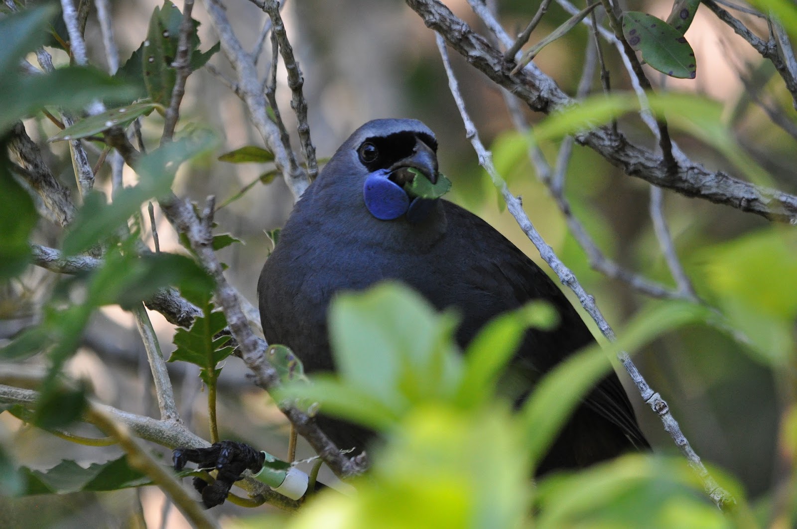 Kokako Why Did You Leave kokako-why-did-you-leave