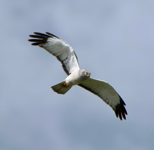 Various Oregon Birding Piks: Northern Harrier