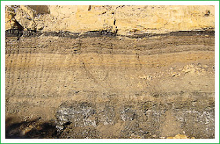 I C Nutrition: Are Minerals Really Necessary?