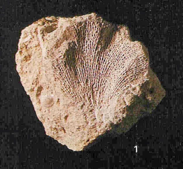 A la palestra : FÓSIL BRIOZOO - Fenestella exilis