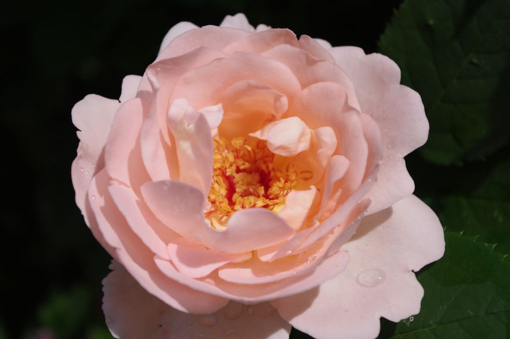 roos on roos: Roosid vol.3