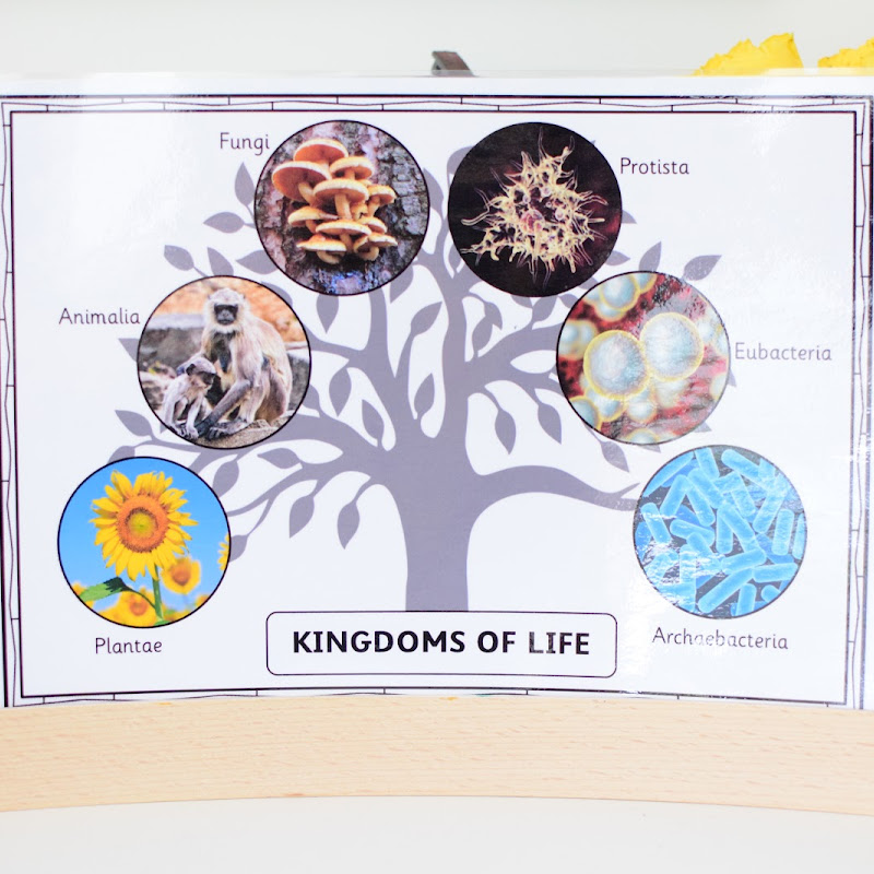 Introducing the 6 Kingdoms of Life | The Pinay Homeschooler