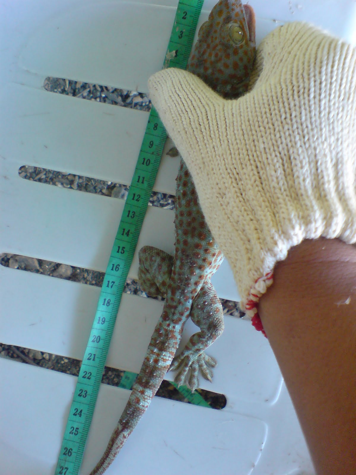 GECKO OR TUKO: gecko or tuko for sale