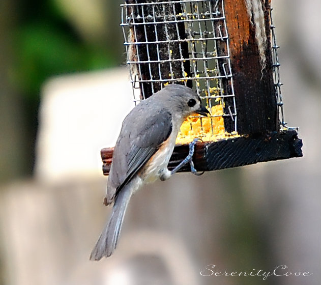 Serenity Cove: A Surprise Bird Visit