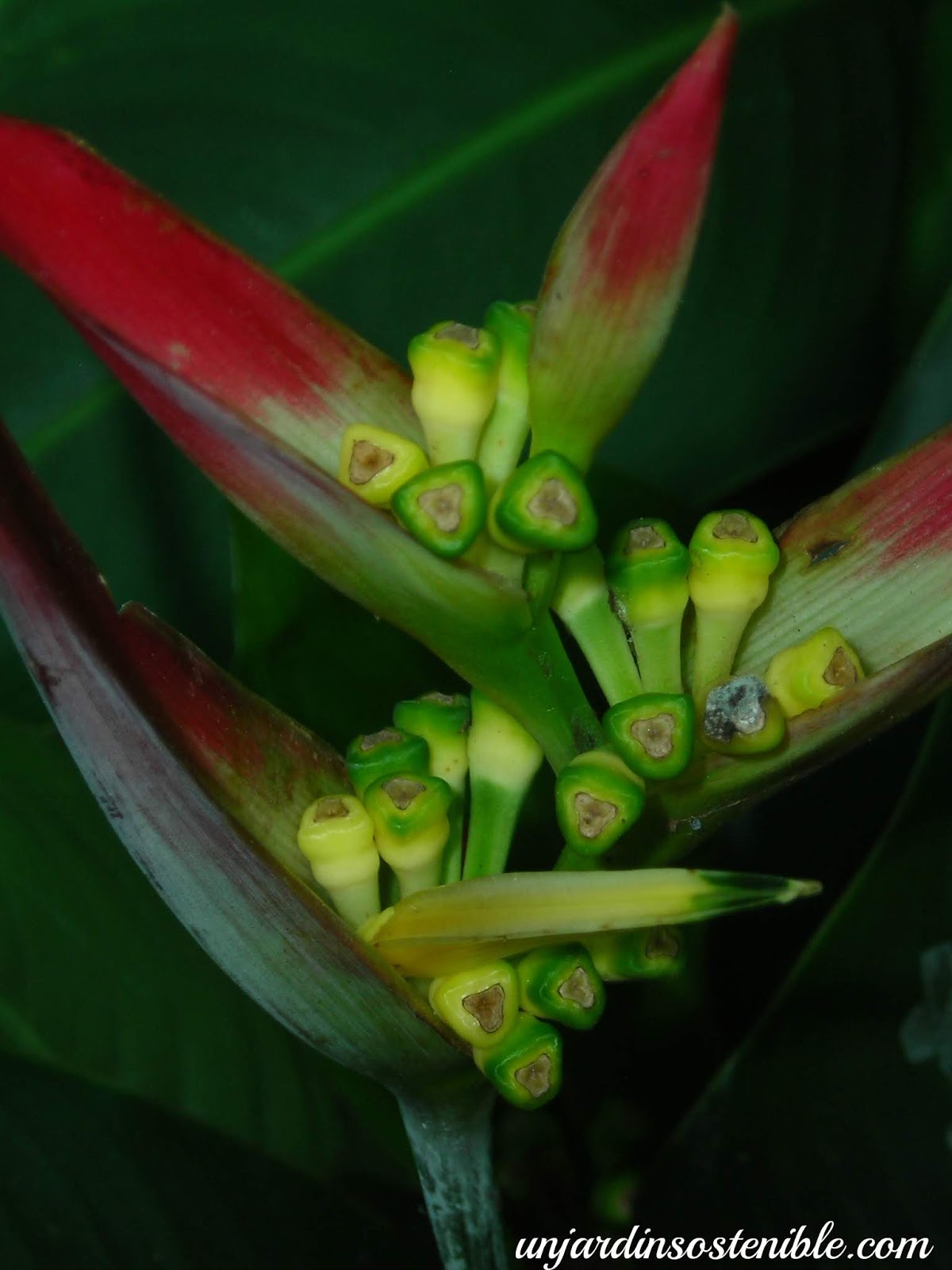 Heliconia SP (Platanillo)
