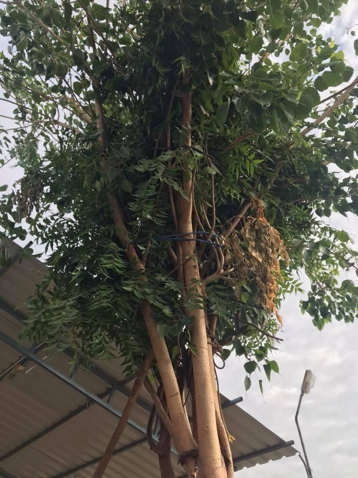 OmNamaSivaya: Sri Swarnapureeswarar Temple, Vengaivasal