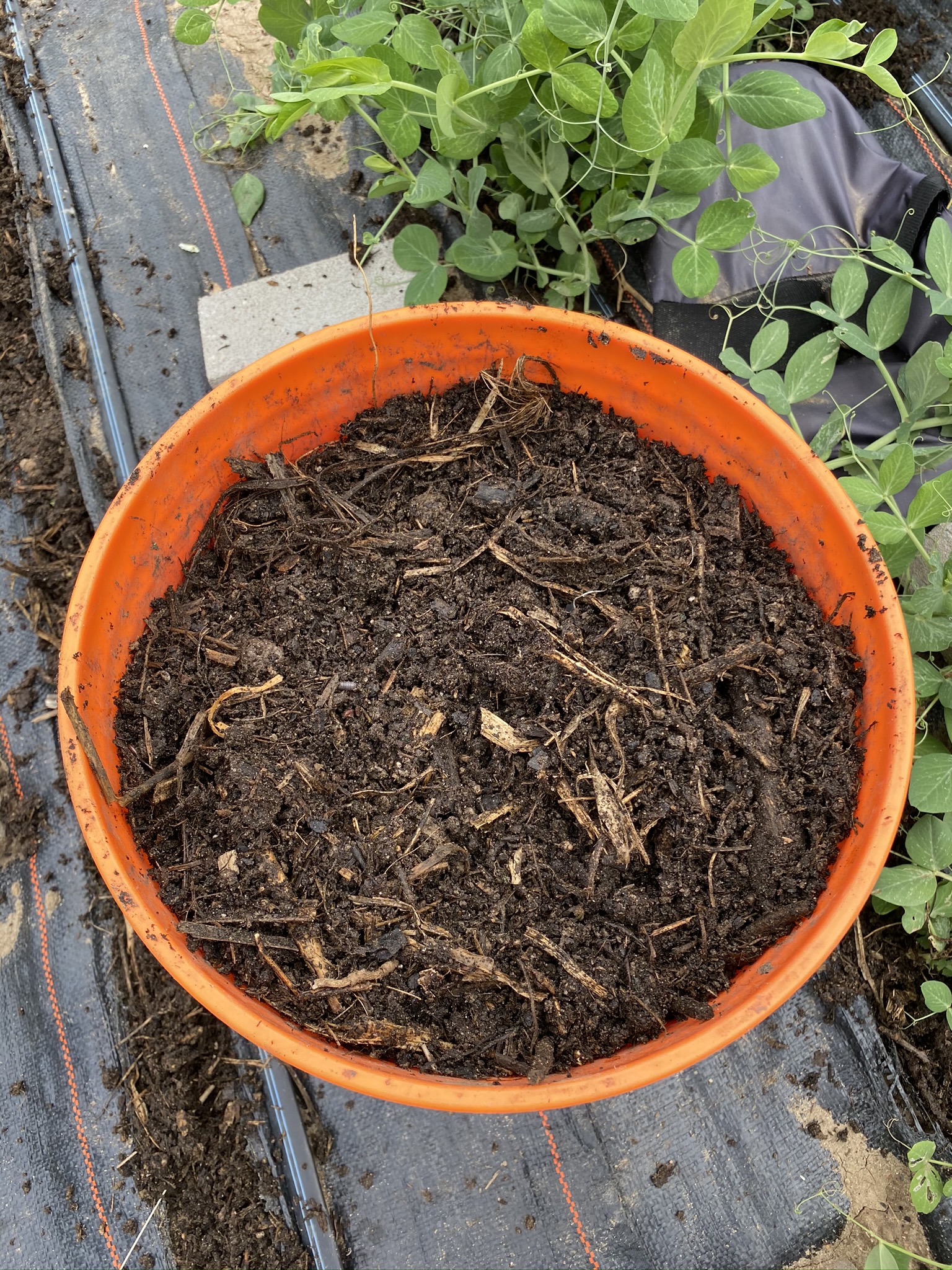 Grass to Veggies: Composting: Turn Your Food Scraps into Nutritious ...