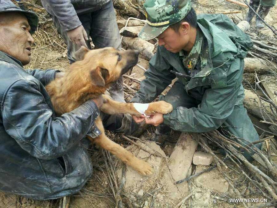 White Wolf : Rescuers free brave dog trapped in rubble for 77 hours ...