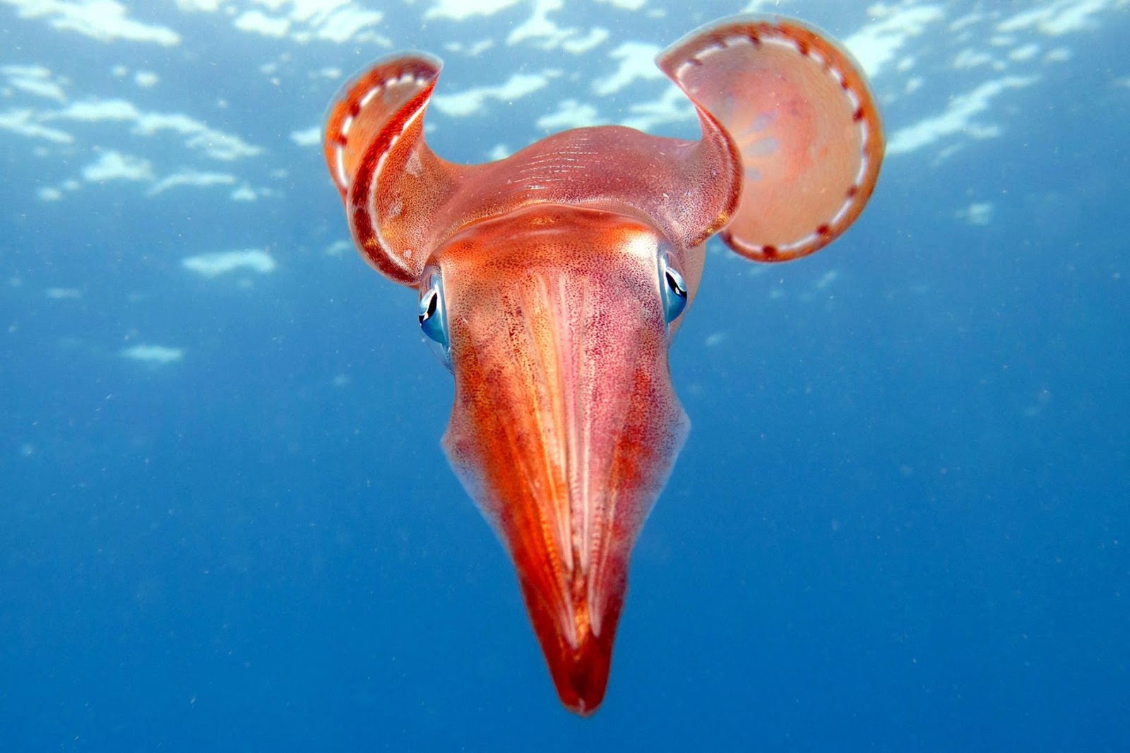 Alguns dos Animais Mais Coloridos do Planeta - Mundo em Fotos